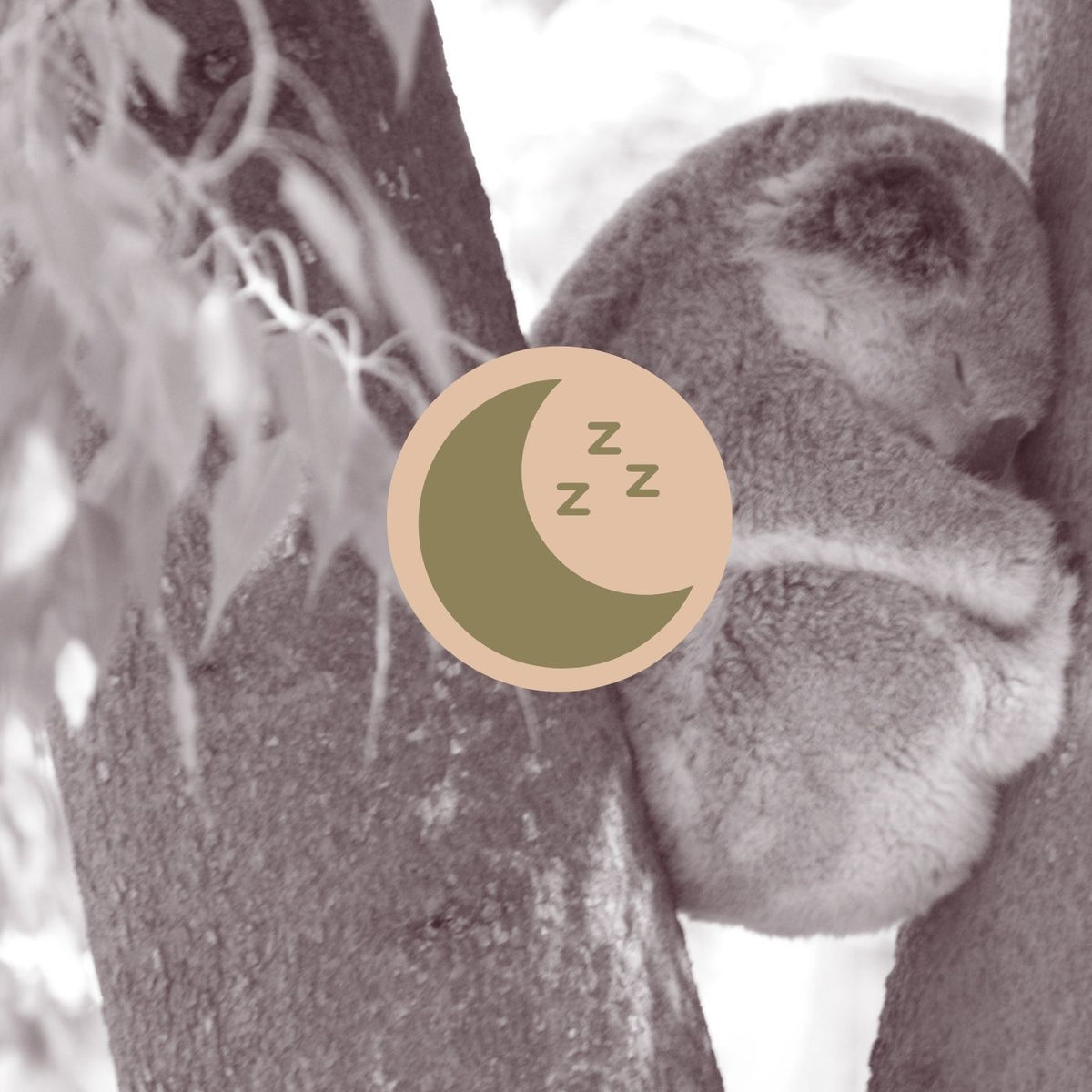 Goodnight Sugarloaf Bush Babies [Children's Sleep Story] – Botanical Trader